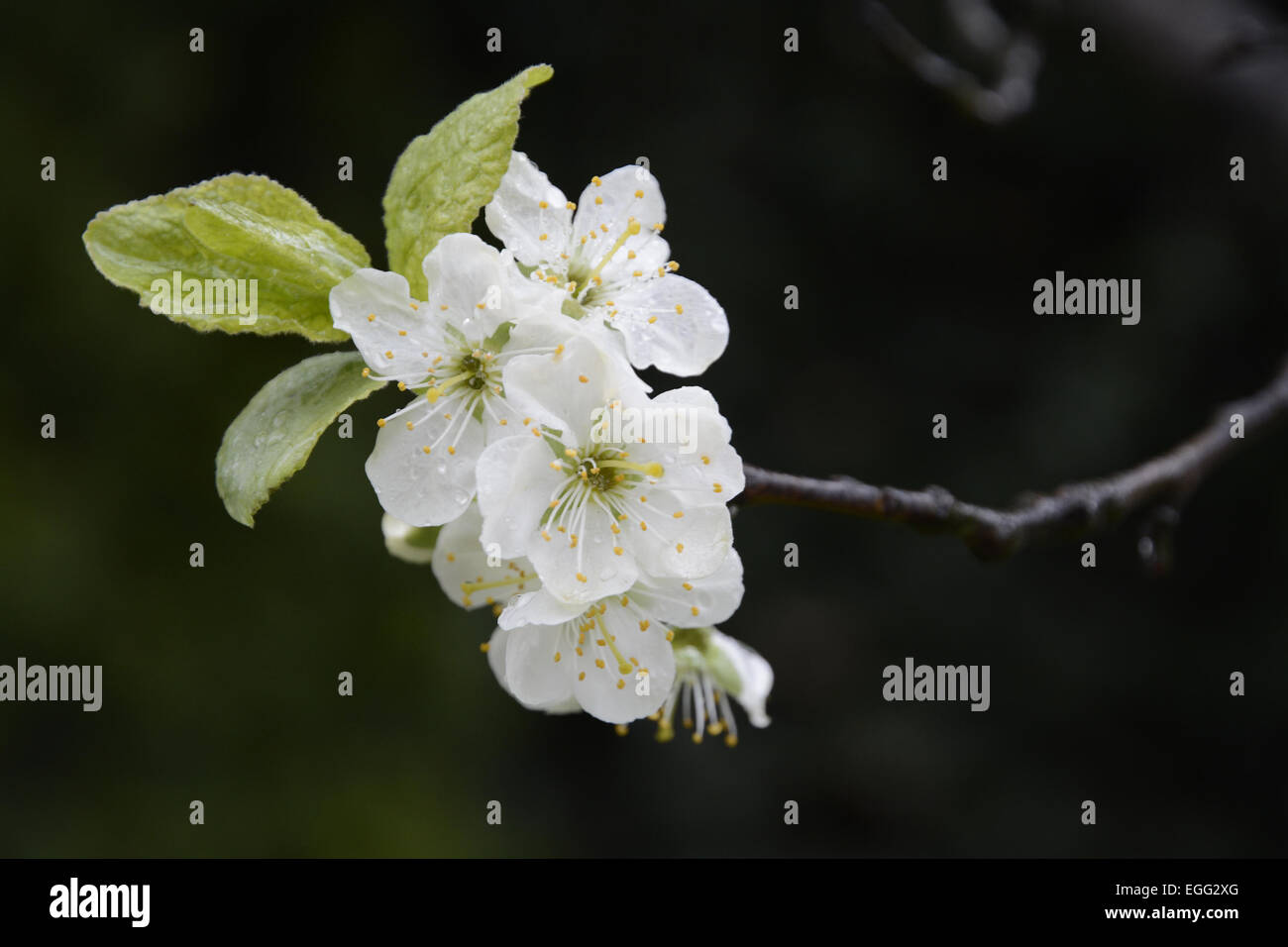 Apple blossom closeup with rain drops on dark background Stock Photo ...