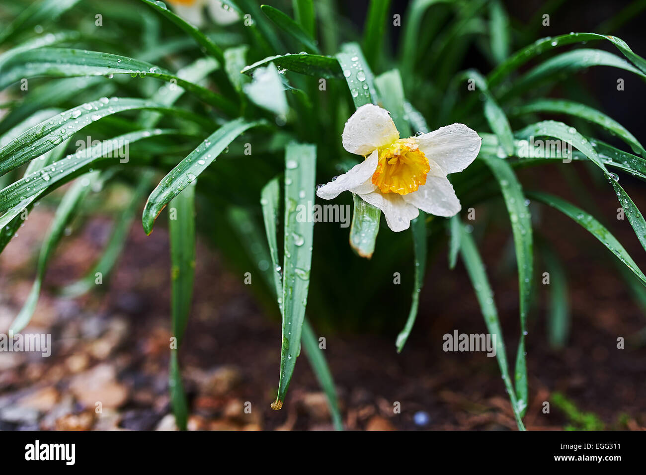 Narcis flower with rain drops in the summer garden Stock Photo - Alamy