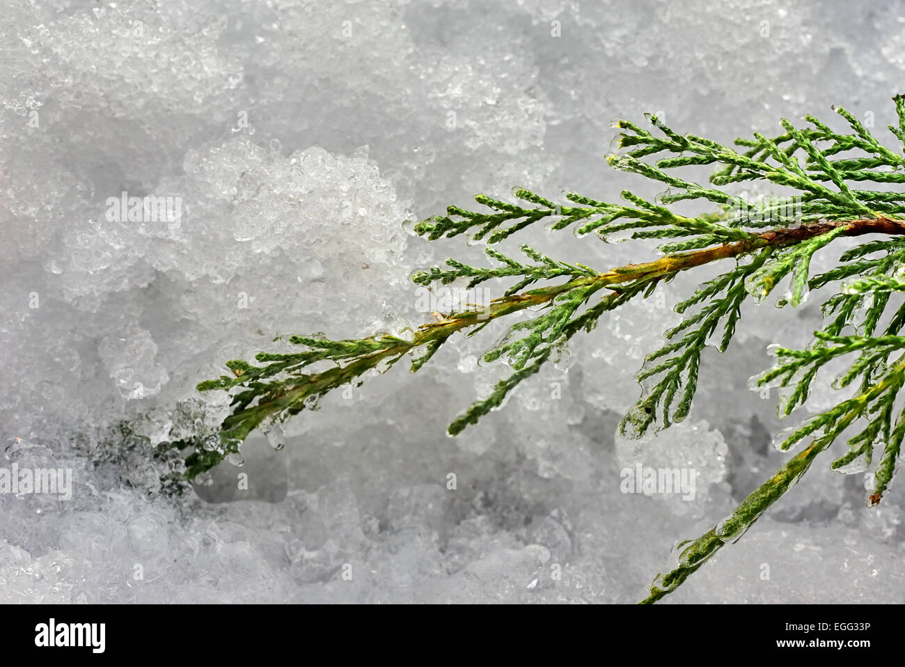 Branch with juniperus hi-res stock photography and images - Alamy
