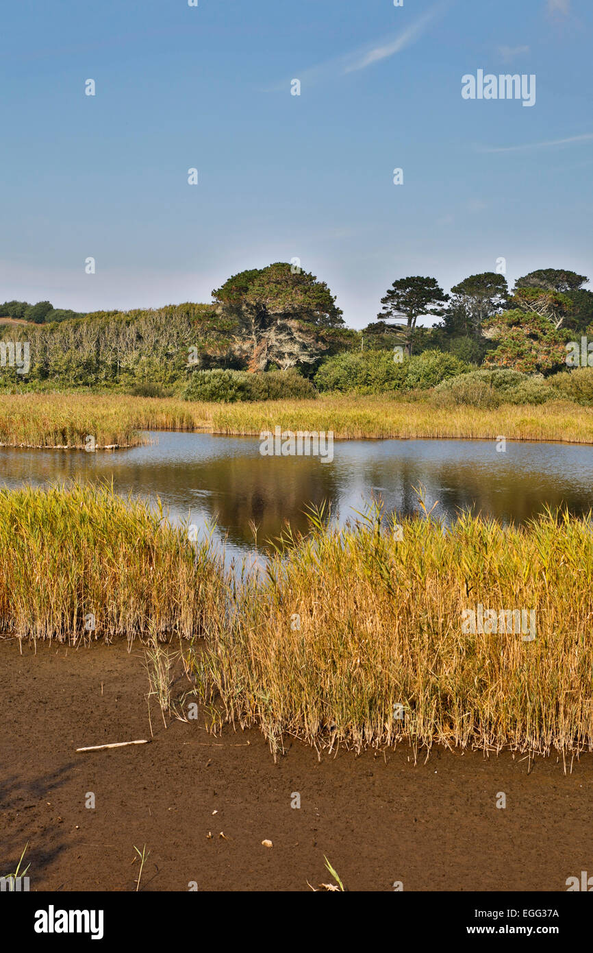 Porth Hellick Pool; St Mary's Isles of Scilly; UK Stock Photo - Alamy