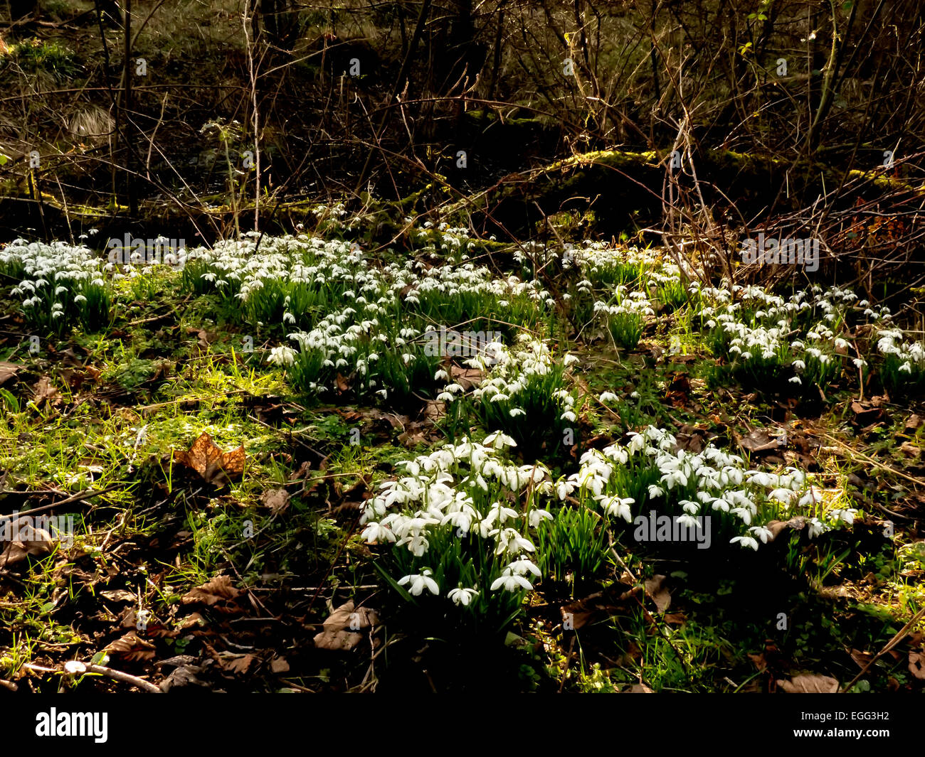 Back Lit Snowdrop High Resolution Stock Photography and Images - Alamy