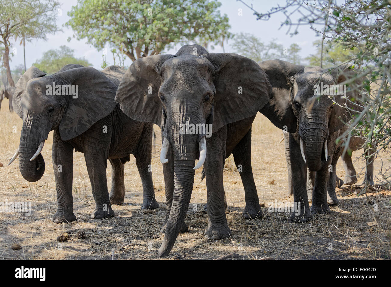 African elephants with small tusks on the grasslands of the Tarangire ...