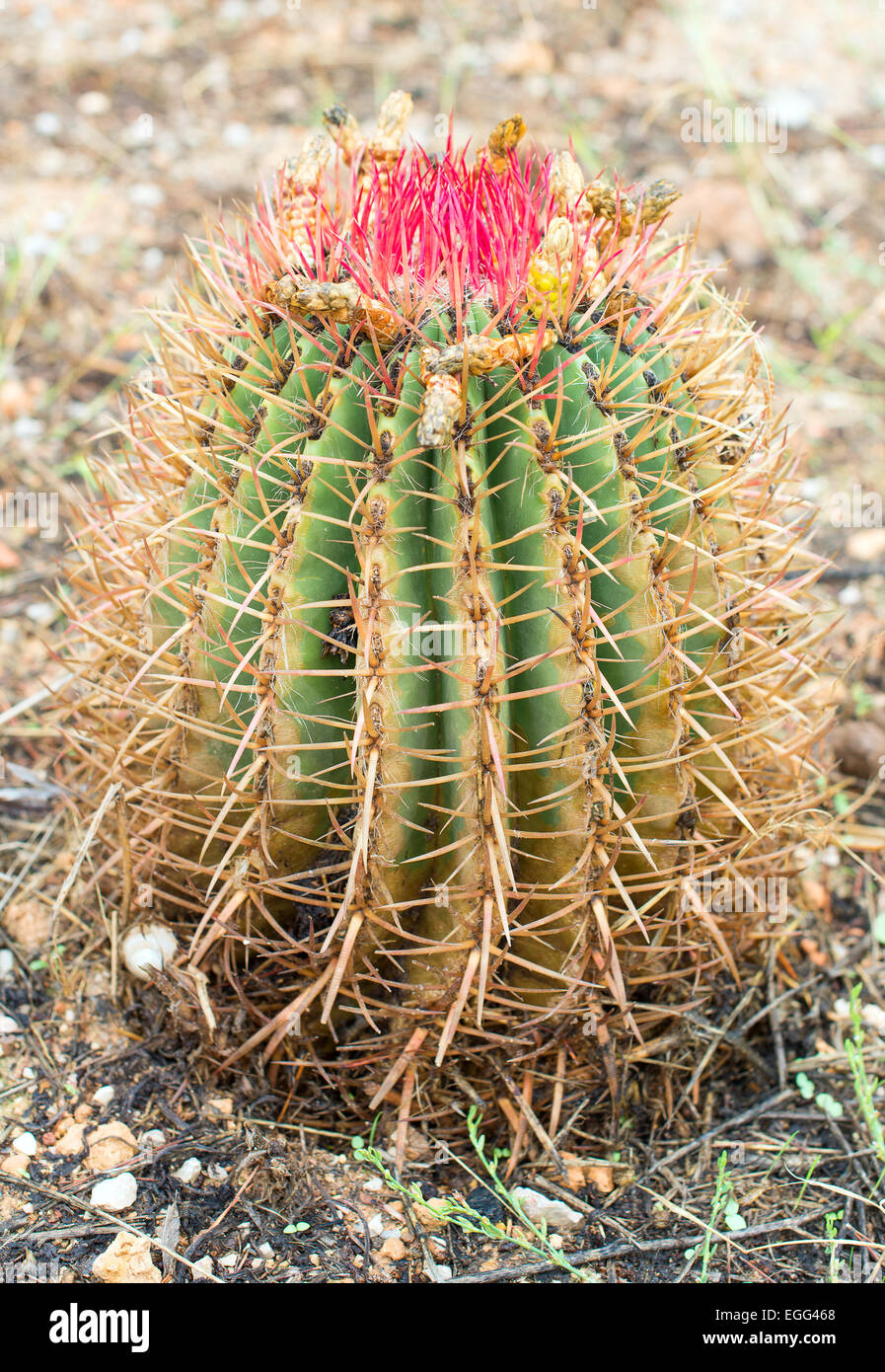 Green cactus hi-res stock photography and images - Alamy