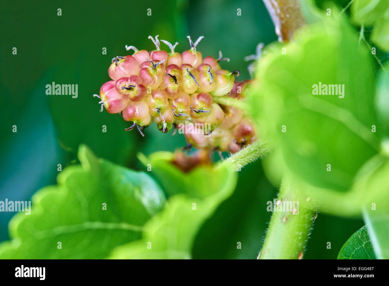 Unripe berry in the garden in late May Stock Photo - Alamy