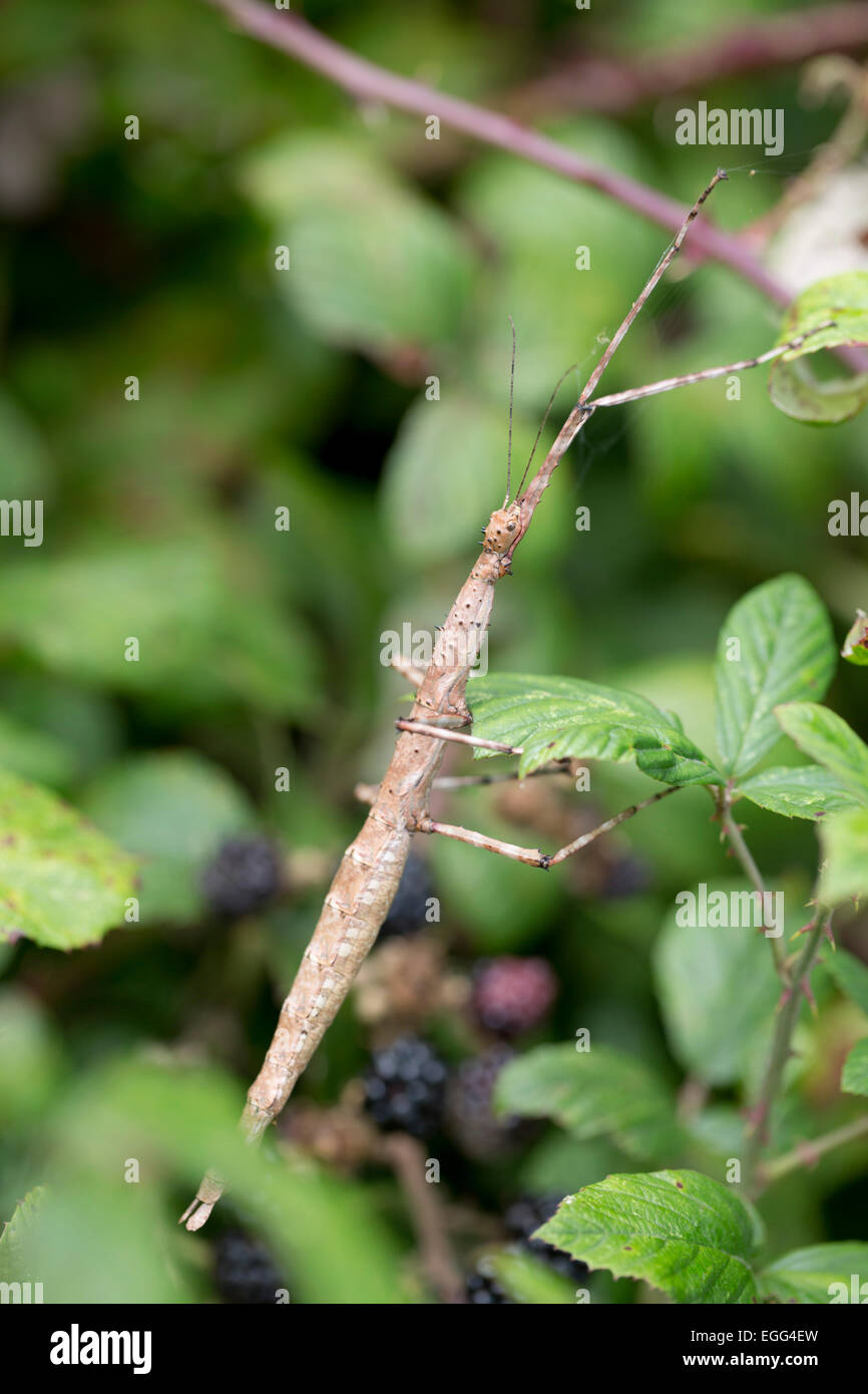 Prickly Stick Insect Extatosoma tiaratum Single on Bramble Isles of ...