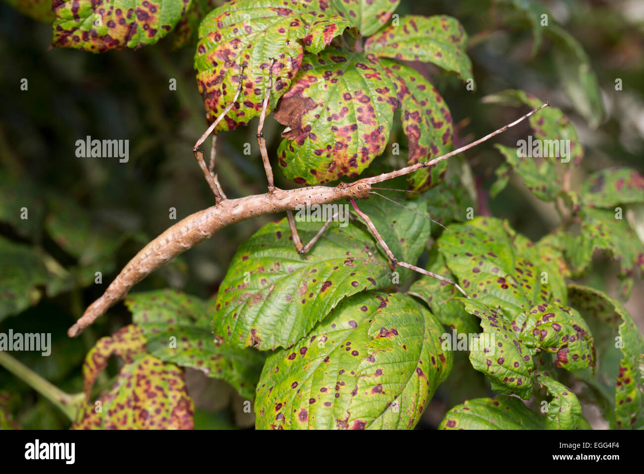 Prickly Stick Insect Extatosoma tiaratum Single on Bramble Isles of ...
