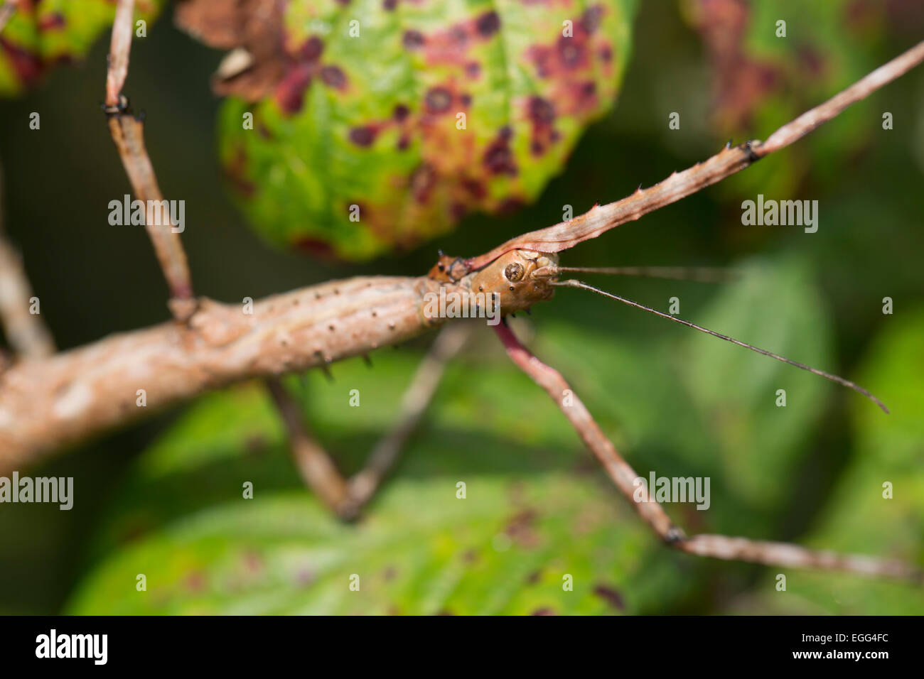 Prickly Stick Insect; Extatosoma tiaratum Single on Bramble Isles of ...