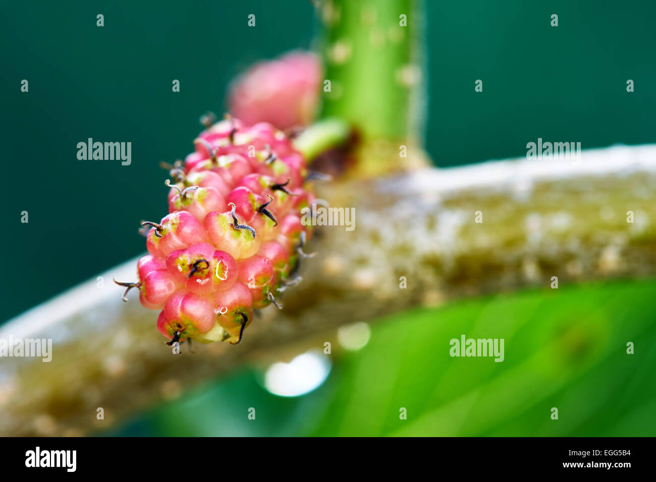 Unripe berry hi-res stock photography and images - Alamy