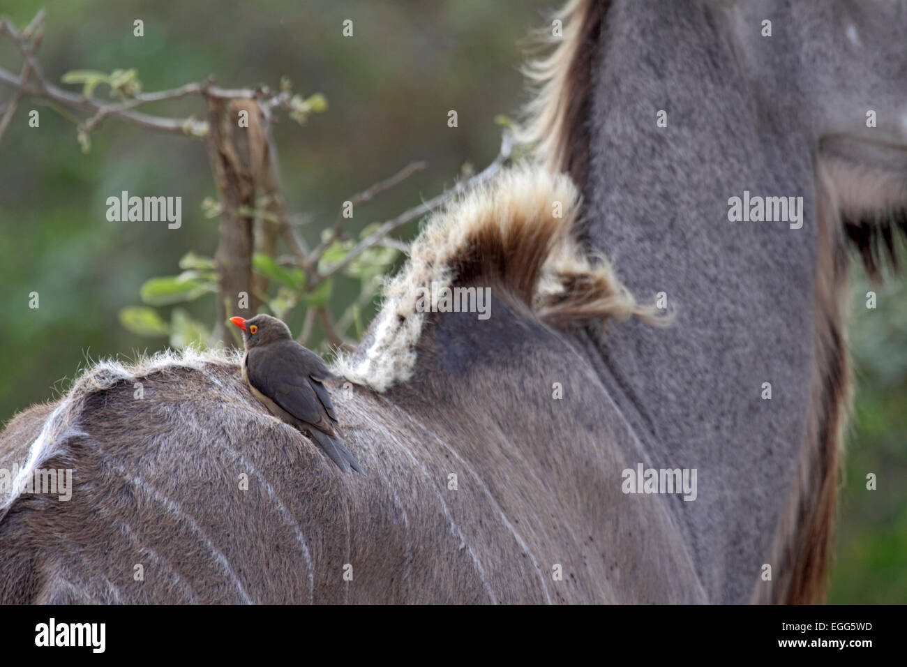 Red-billed oxpecker on antelope in Kruger National Park Stock Photo - Alamy