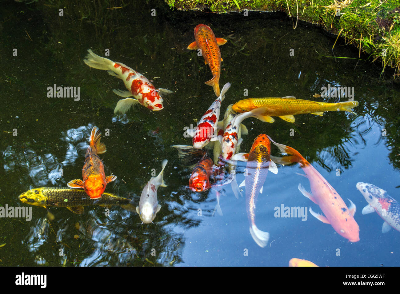 Goldfish koi pond hi-res stock photography and images - Alamy