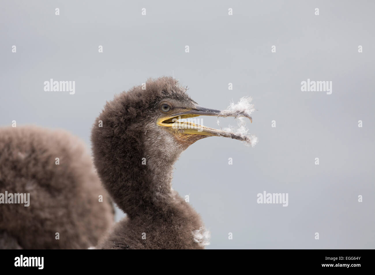 Shag chick hi-res stock photography and images - Alamy