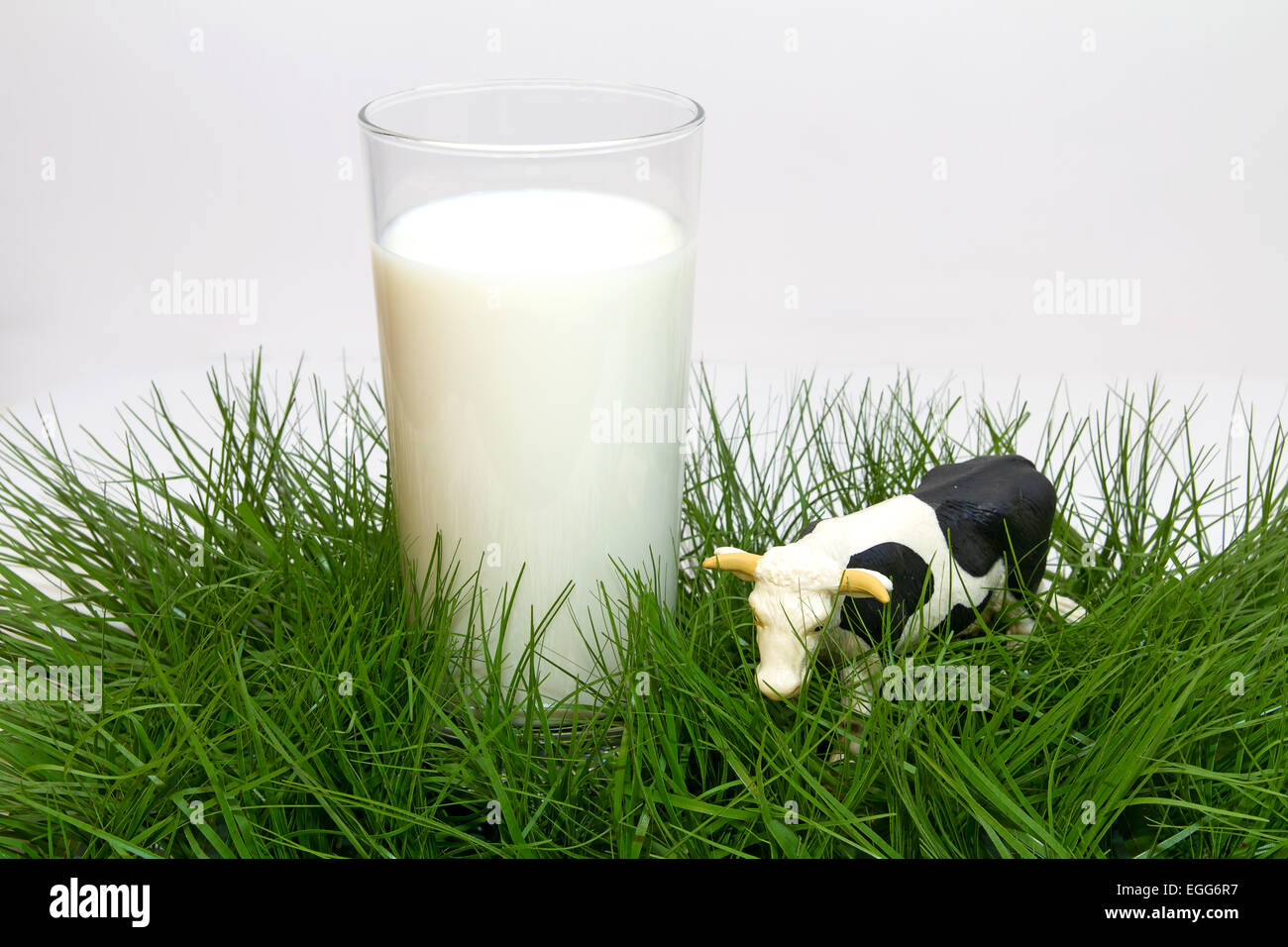 Fat cow hi-res stock photography and images - Alamy