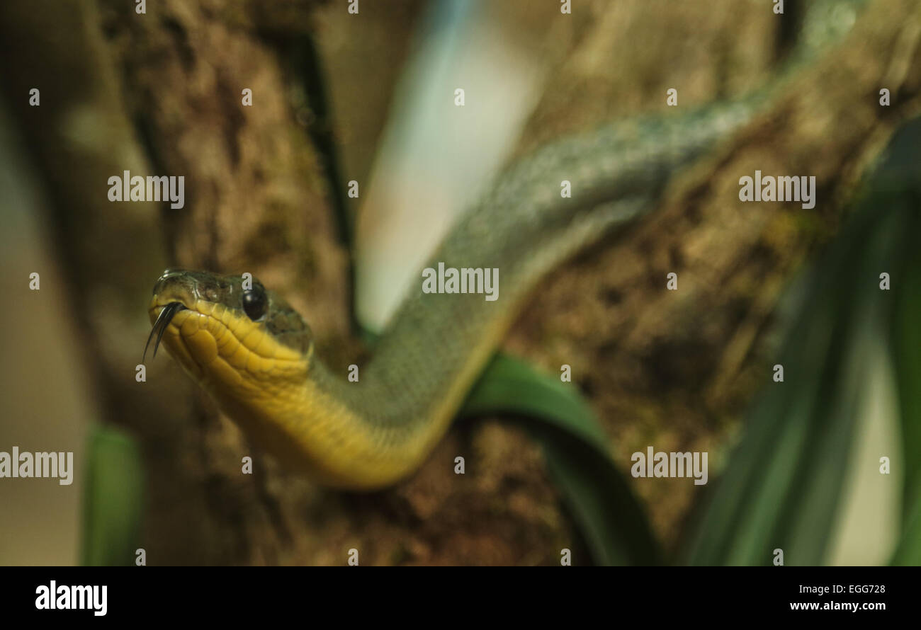 Pseustes poecilonotus hi-res stock photography and images - Alamy