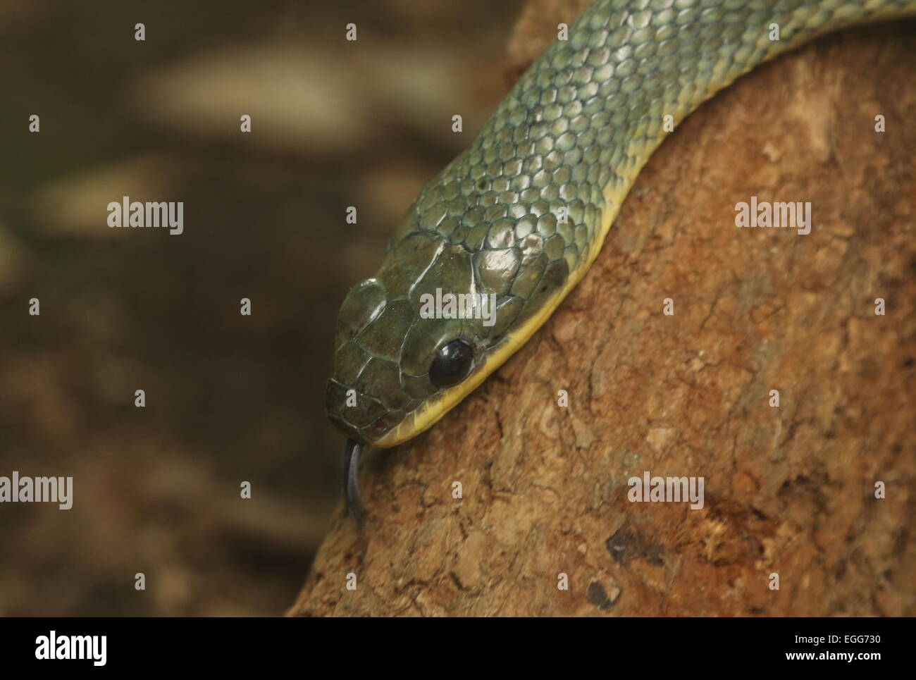 Puffing snake hi-res stock photography and images - Alamy