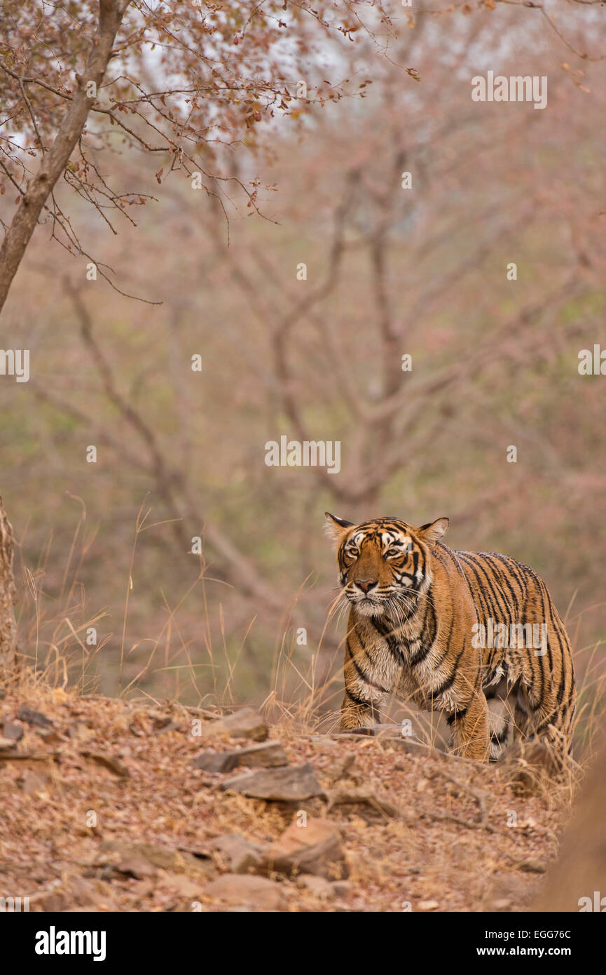 Wild tiger walking through the dry bush forests of Ranthambore national ...