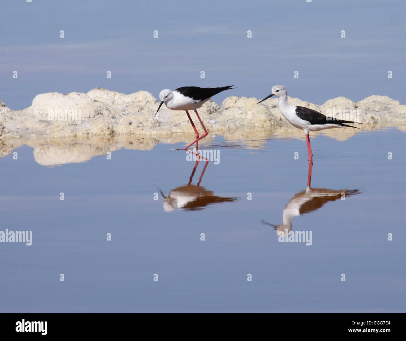 Black-winged stilt wading in saltpan and casting vivid reflections ...
