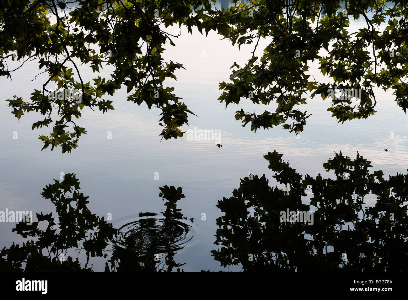 Trees overhanging water hi-res stock photography and images - Alamy