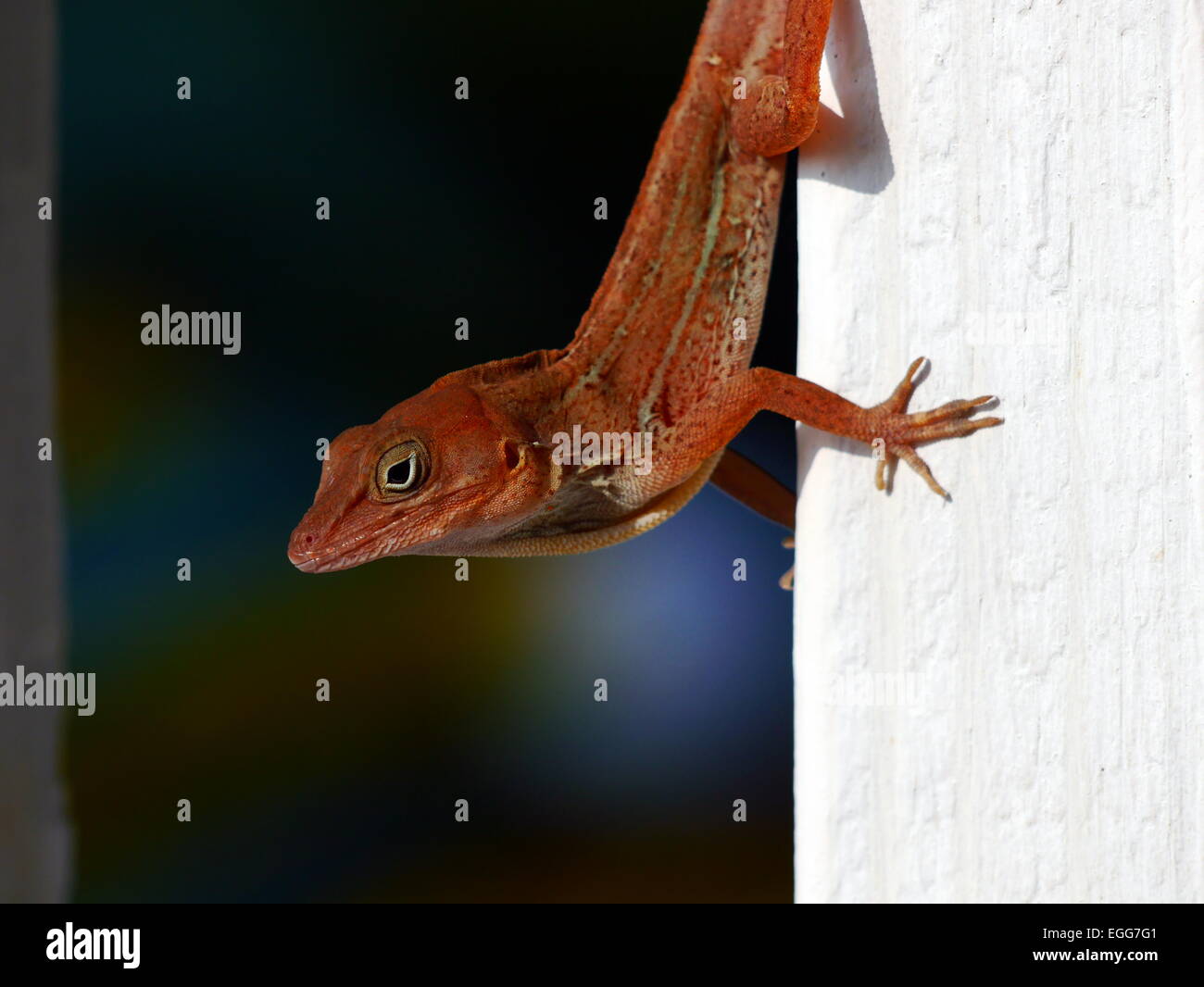 Red head lizard hi-res stock photography and images - Alamy