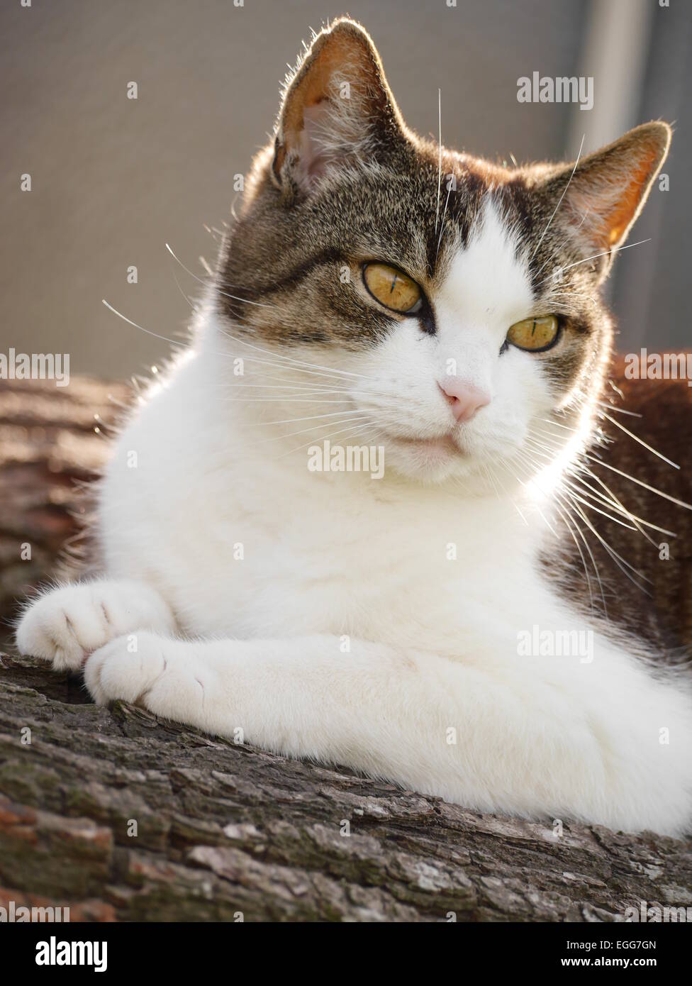 Cat relaxing hi-res stock photography and images - Alamy