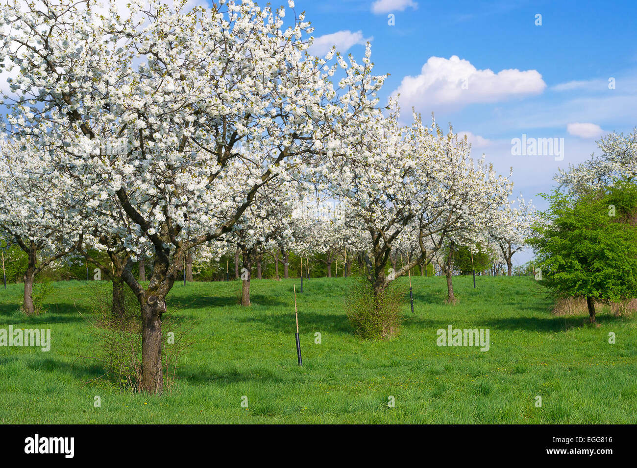 Cherry trees in the spring hi-res stock photography and images - Alamy