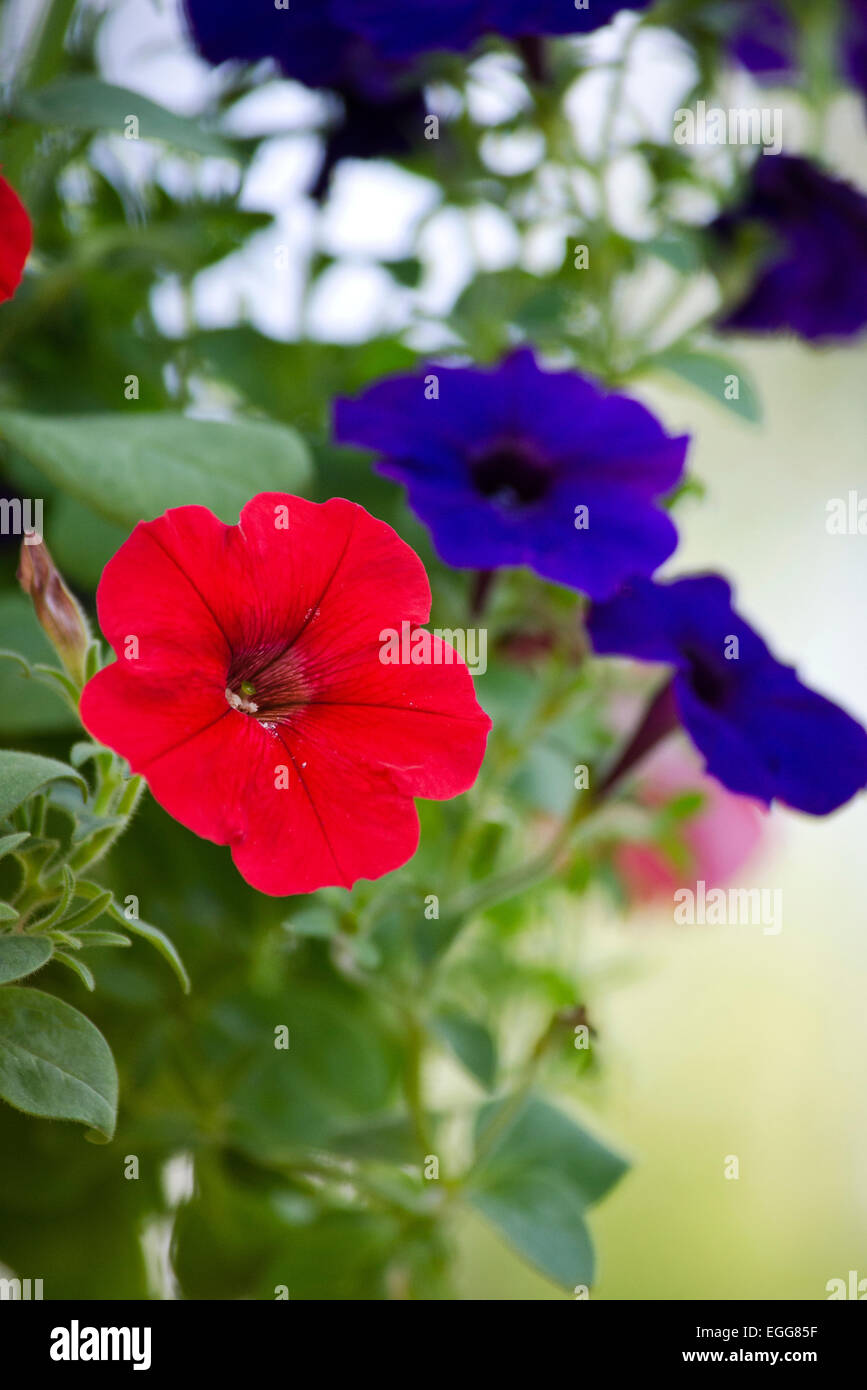 Flowers flower plants plant petunias petunia hi-res stock photography ...