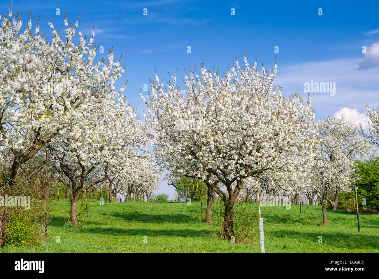 Cherry Trees Blossoms at Beautiful Sunny Spring Day Stock Photo - Alamy