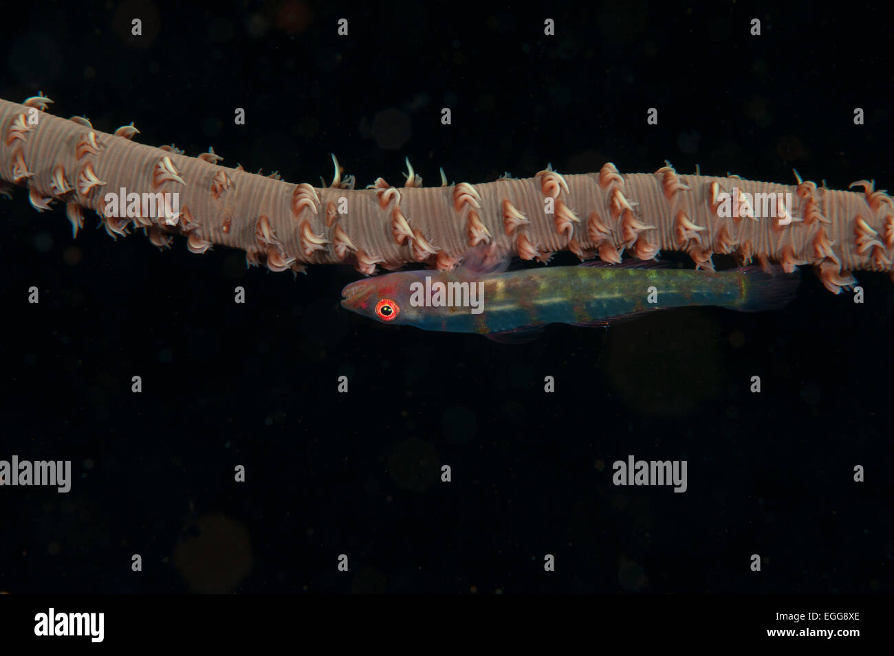 A Large Whip Goby on a gorgonian in the Solomon Islands Stock Photo - Alamy