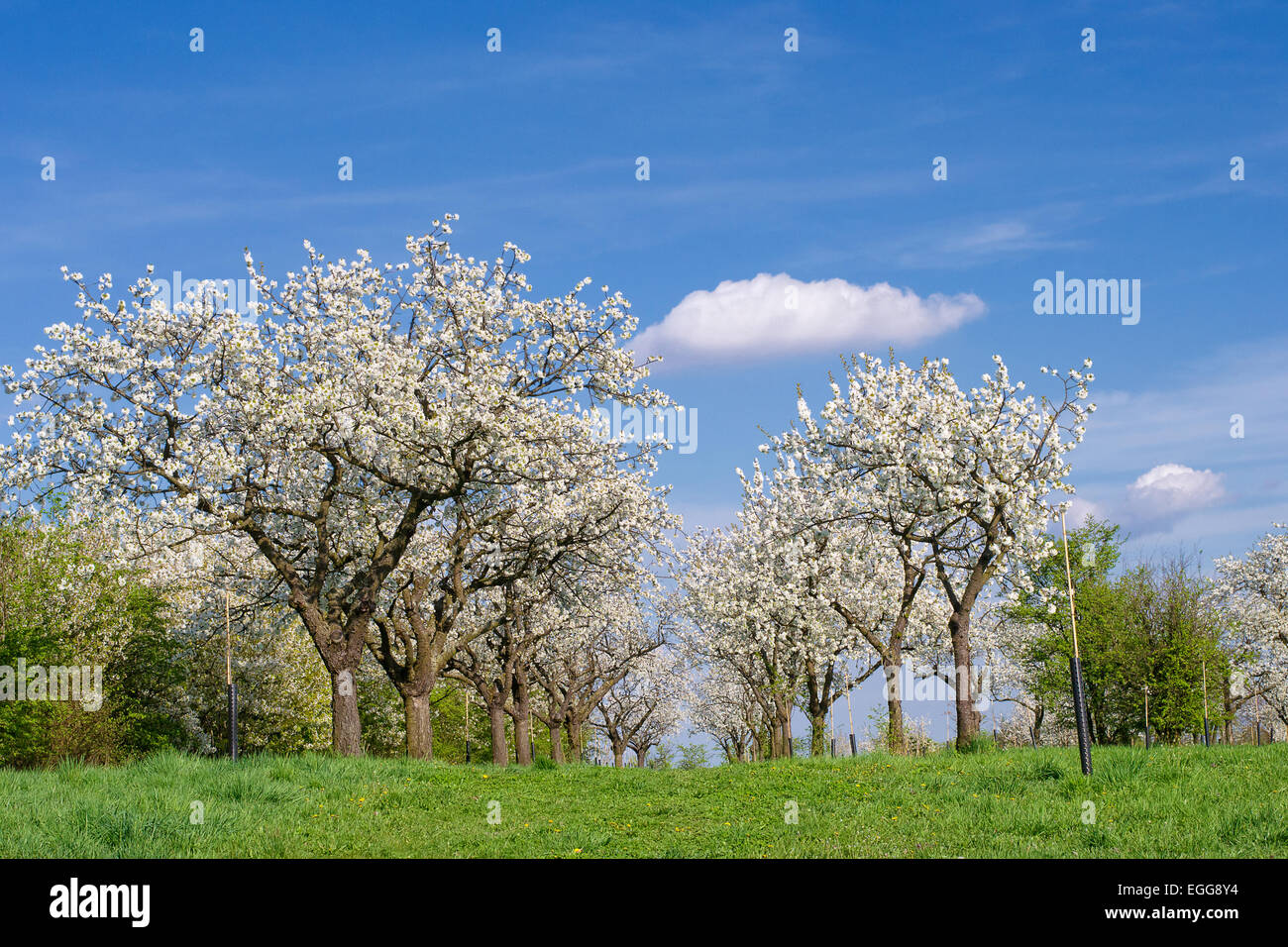 Pink cherry trees orchard hi-res stock photography and images - Alamy