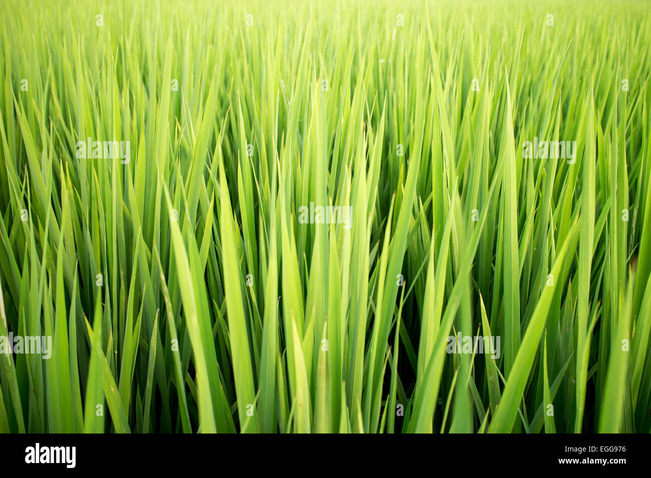 green rice field close-up Stock Photo - Alamy