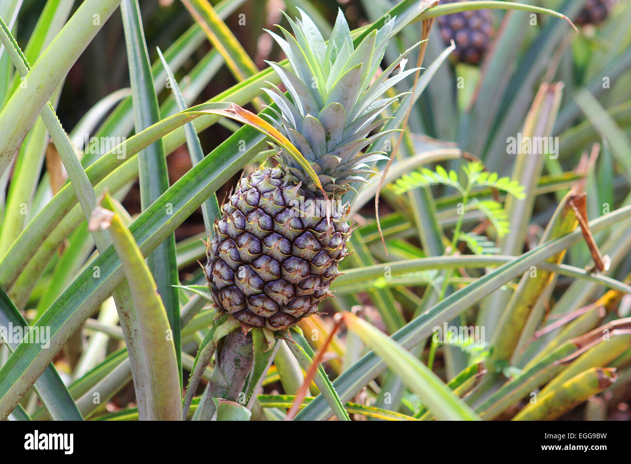Dole pineapple hi-res stock photography and images - Alamy