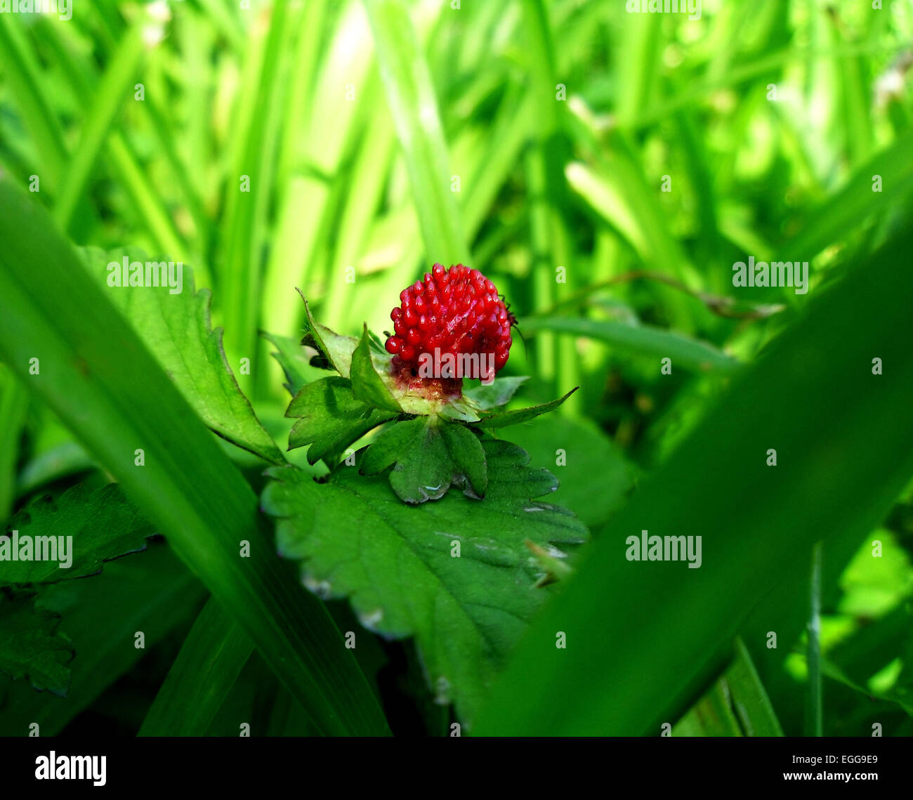 Picture Of Raspberry High Resolution Stock Photography and Images - Alamy