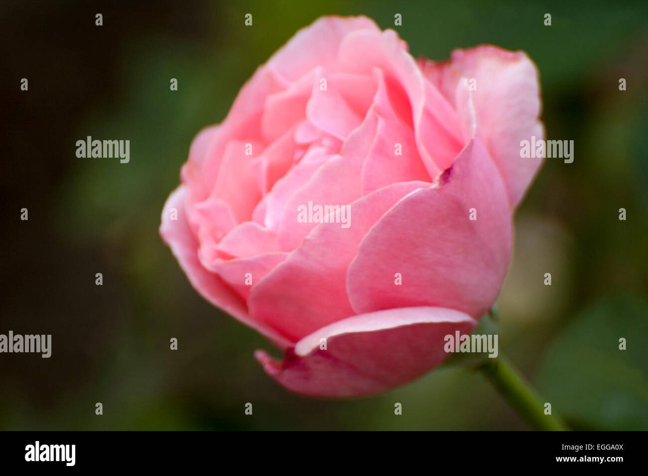 Flowers pink roses, rose ( Latin Rosa), photo Stock Photo - Alamy