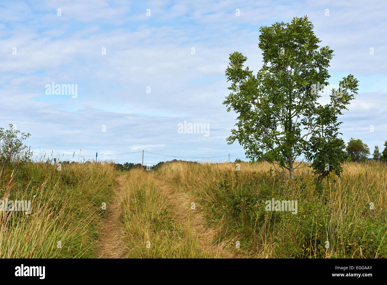 Overgrown rural road Stock Photo - Alamy