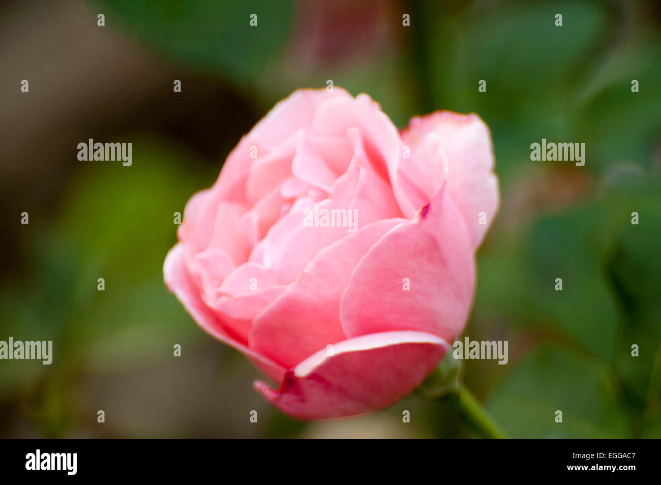 Flowers pink roses, rose ( Latin Rosa), photo Stock Photo - Alamy