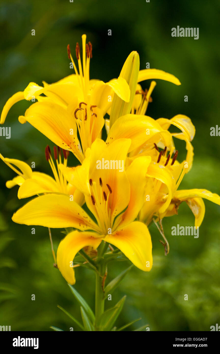 Family of liliaceae hi-res stock photography and images - Alamy