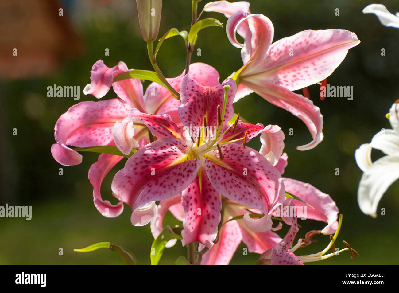 Oriental lilies hi-res stock photography and images - Alamy