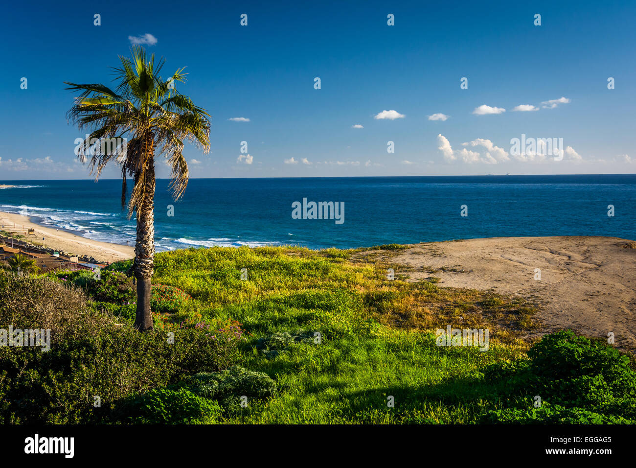 Palm tree over blue hi-res stock photography and images - Alamy