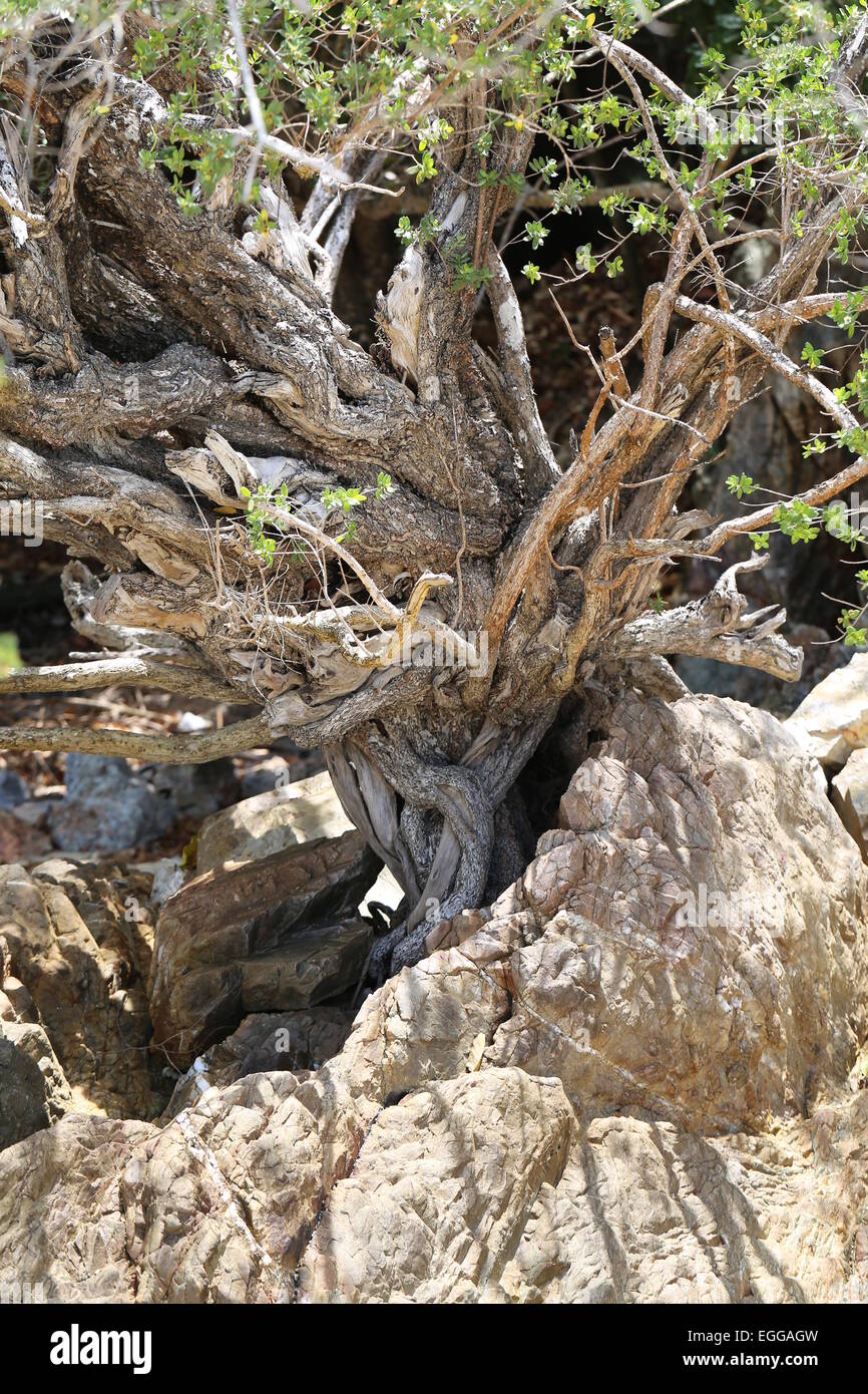 Sri lanka tree roots hi-res stock photography and images - Alamy