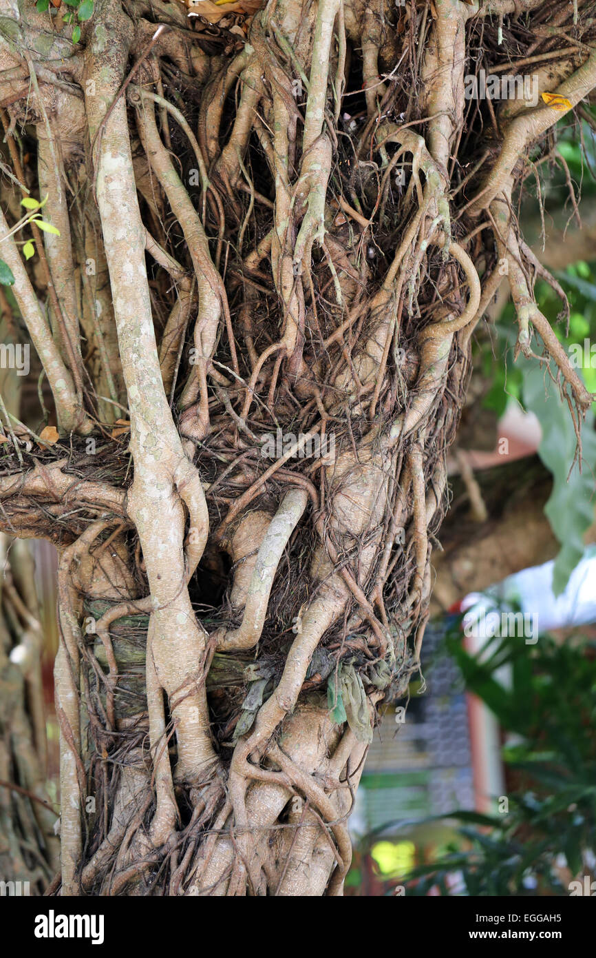 the roots of a tropical tree photographed closeup Stock Photo - Alamy