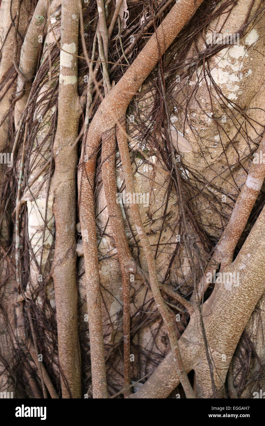 the roots of a tropical tree photographed closeup Stock Photo - Alamy