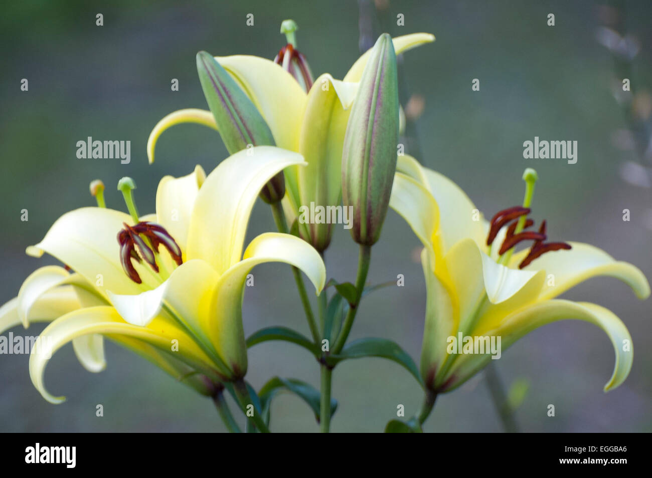 Lily (Latin Lílium) - genus of plants in the family Liliaceae ...