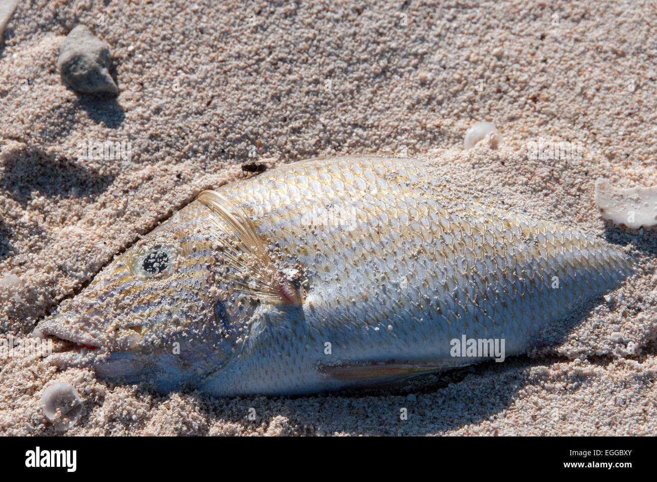 Disasters Stock Photos & Disasters Stock Images - Alamy