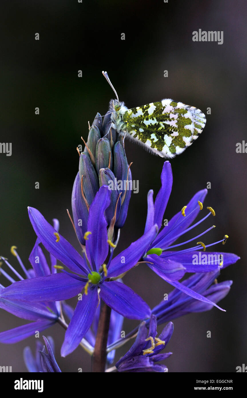 Winged tips hi-res stock photography and images - Alamy