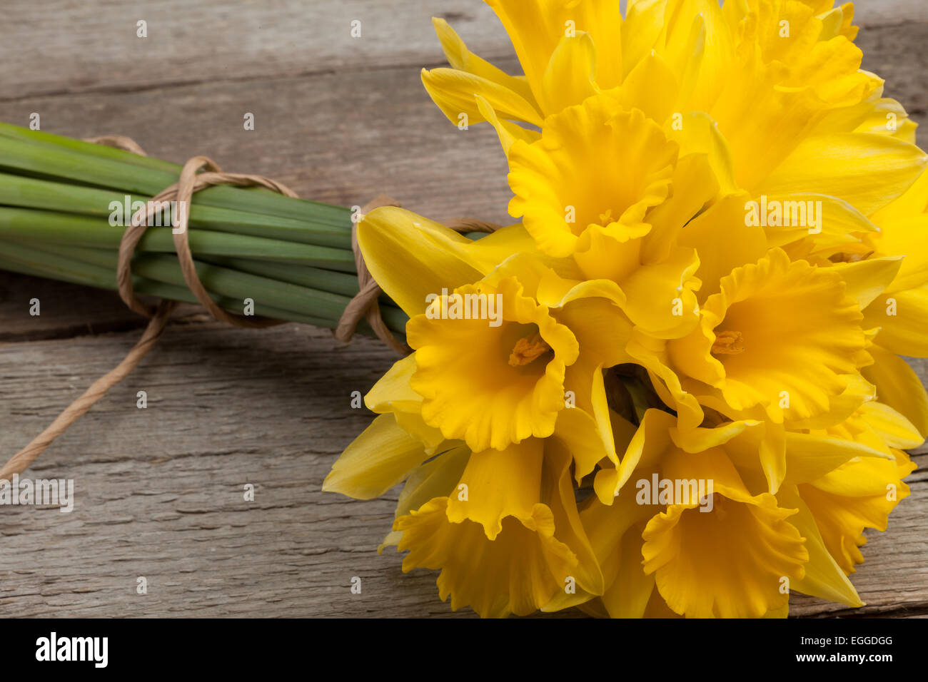 Easter daffodil hi-res stock photography and images - Alamy