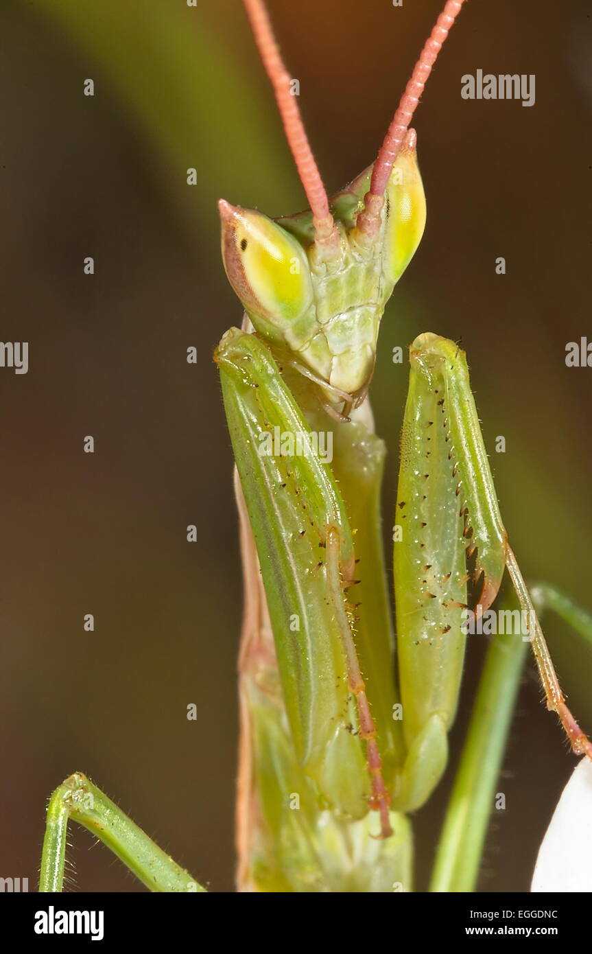 Apteromantis aptera hi-res stock photography and images - Alamy
