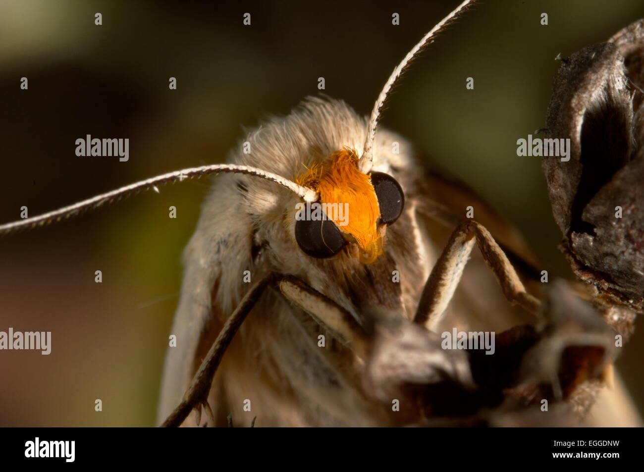 Little moths hi-res stock photography and images - Alamy