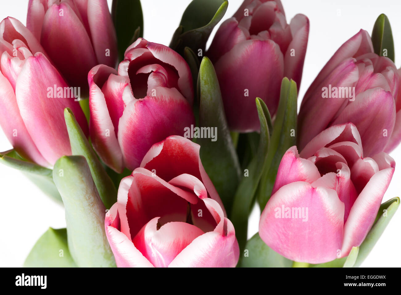 Pink tulip flowers Stock Photo - Alamy