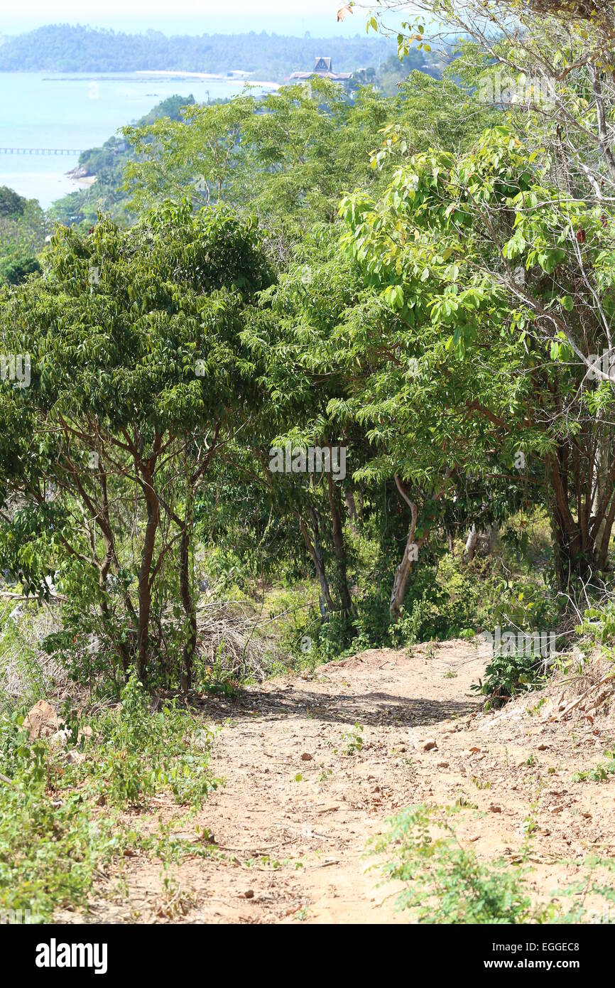 Tropical forest in Thailand on Koh Samui Stock Photo - Alamy