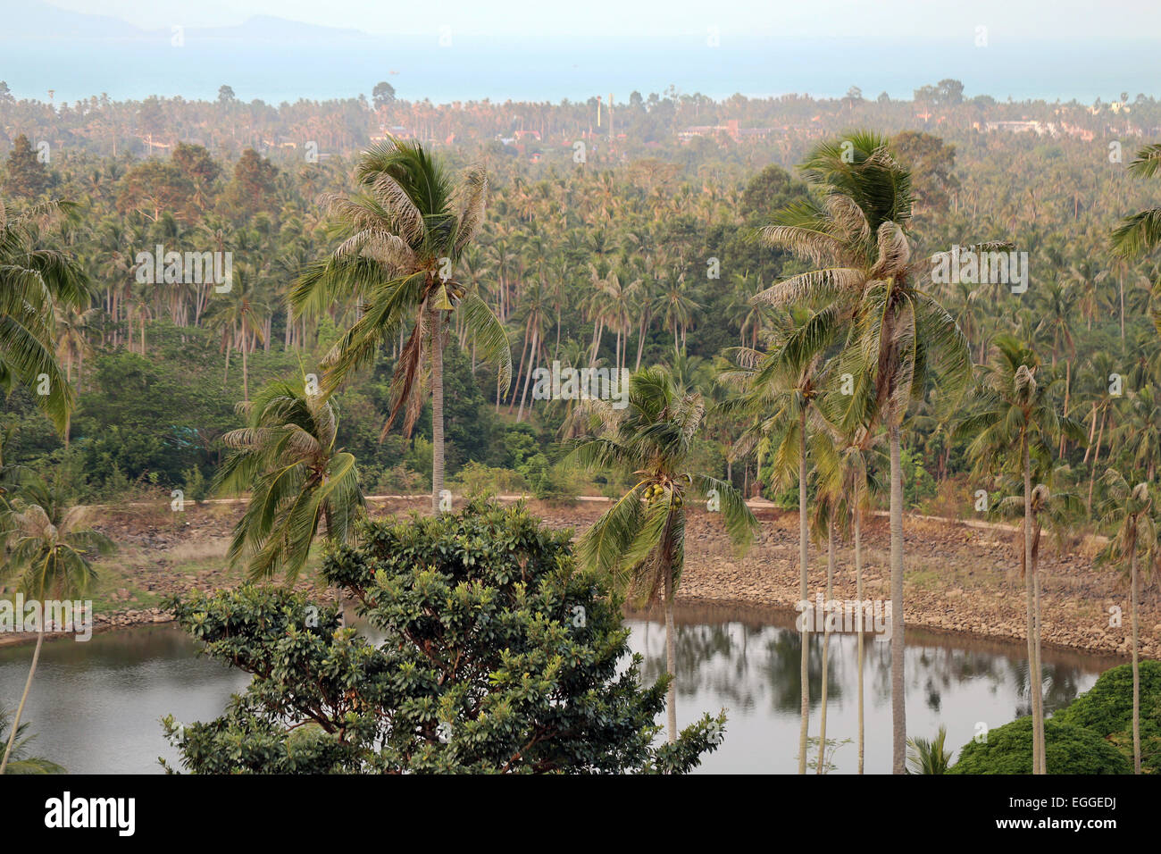 Tropical forest in Thailand on Koh Samui Stock Photo - Alamy