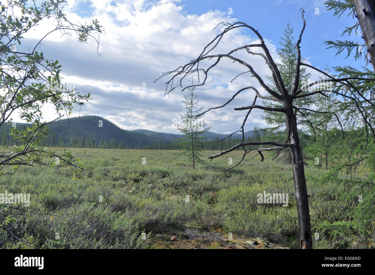 Tundra Trees And Plants